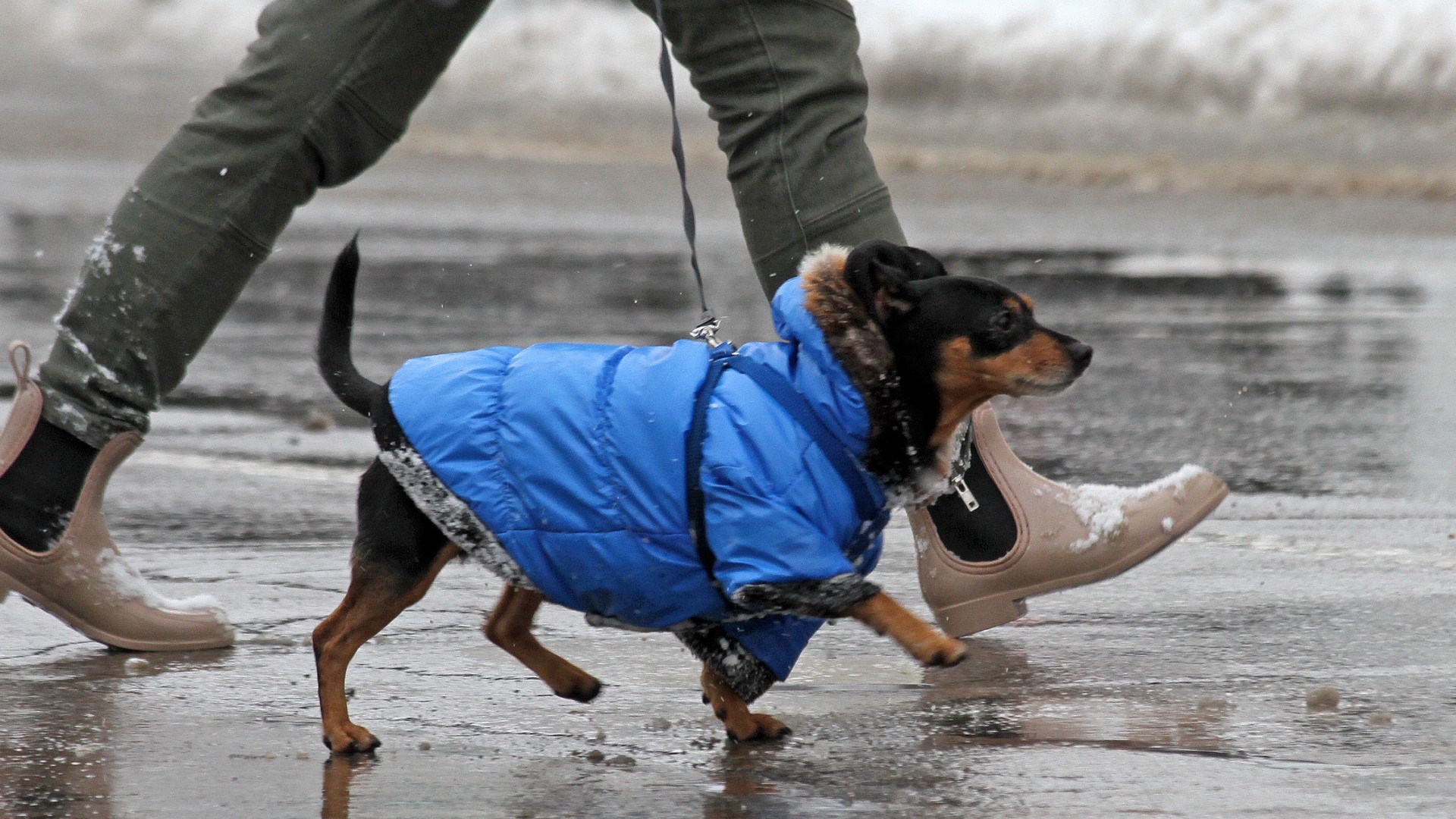 Is ice melting salt dangerous for dogs? | wusa9.com
