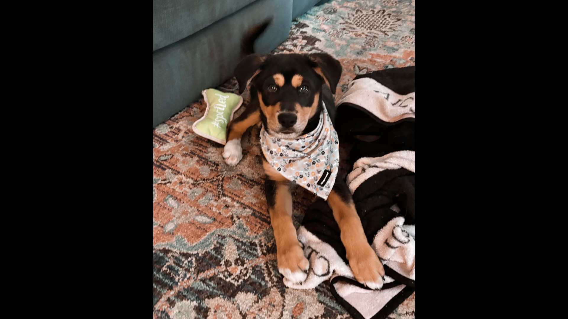 Connie the Container Dog's puppies get their forever homes | wusa9.com