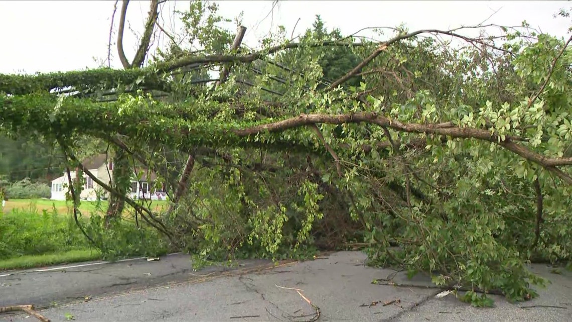 Heavy rain causes tree to fall blocking Livingston Road in DMV | wusa9.com