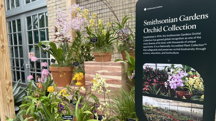 What you'll learn at the new U.S. Botanic Garden orchid exhibit | wusa9.com