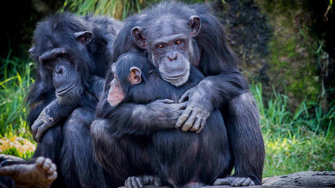 Apes say hello and goodbye, study says | wusa9.com