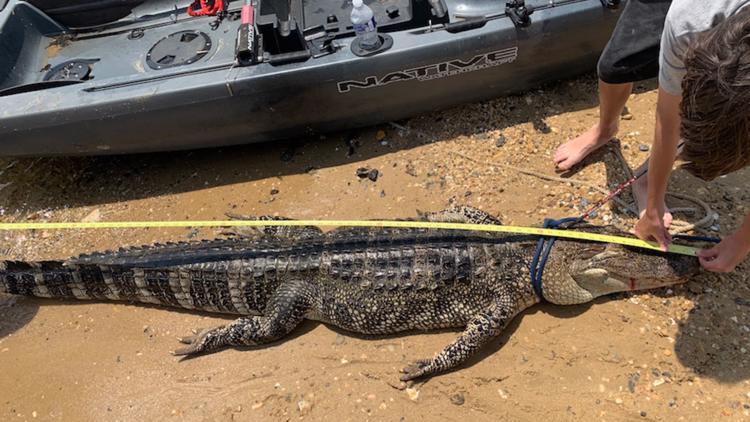 7.5-foot alligator caught in the Chesapeake Bay | wusa9.com