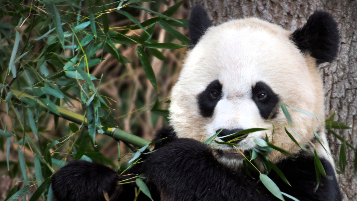 Revisiting panda history in Washington, DC | wusa9.com