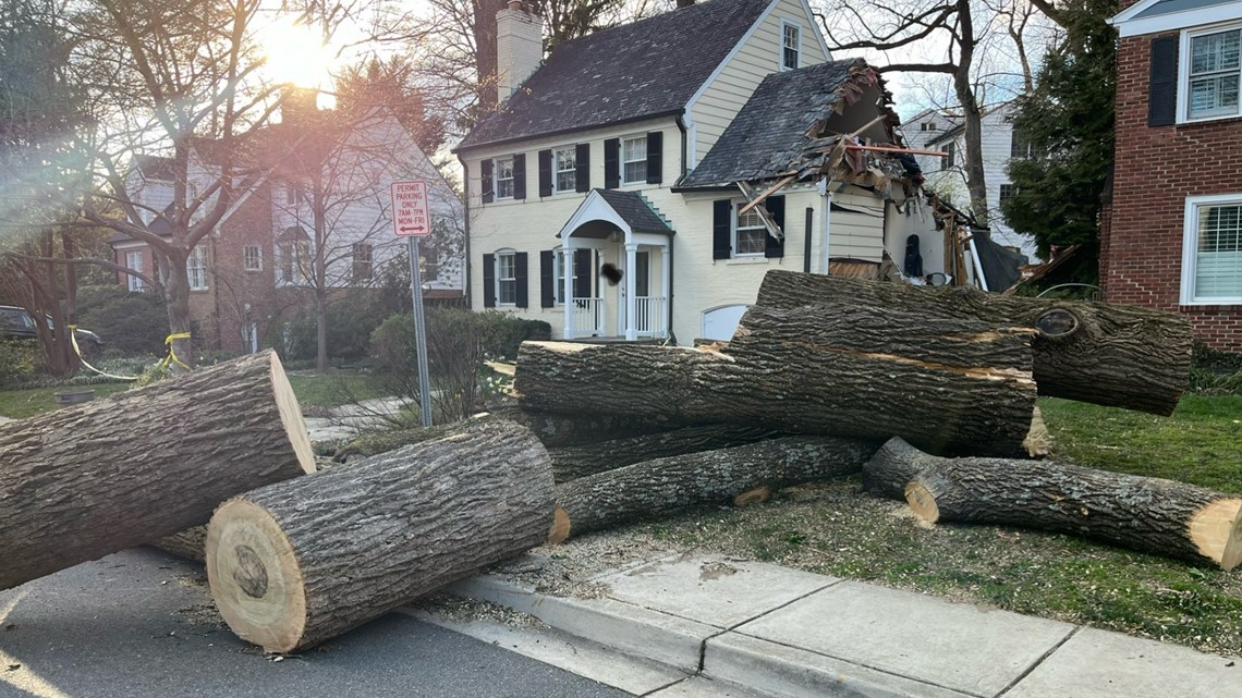 Winds knock down 75-foot tree in Montgomery Co. | wusa9.com