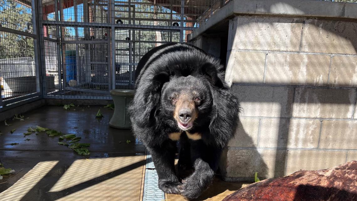 Neglected animals rescued from Maryland zoo and rehomed | wusa9.com