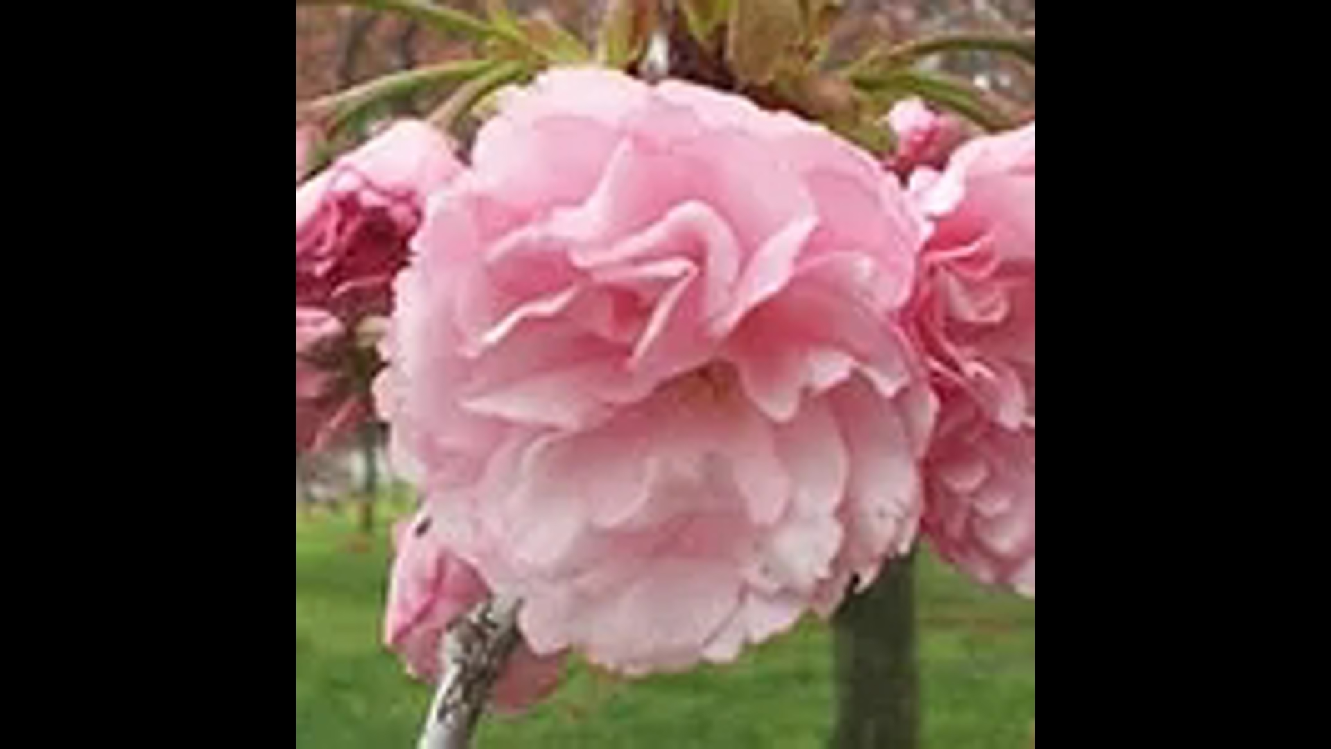 Every blossom blooms differently: How to identify different Cherry ...