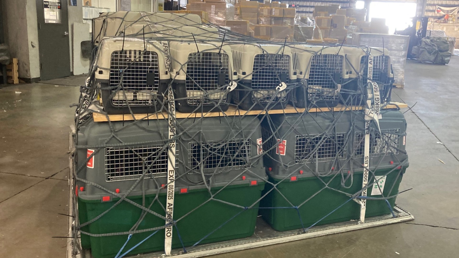 24 cats being rescued from Ukraine coming to DMV for new homes | wusa9.com