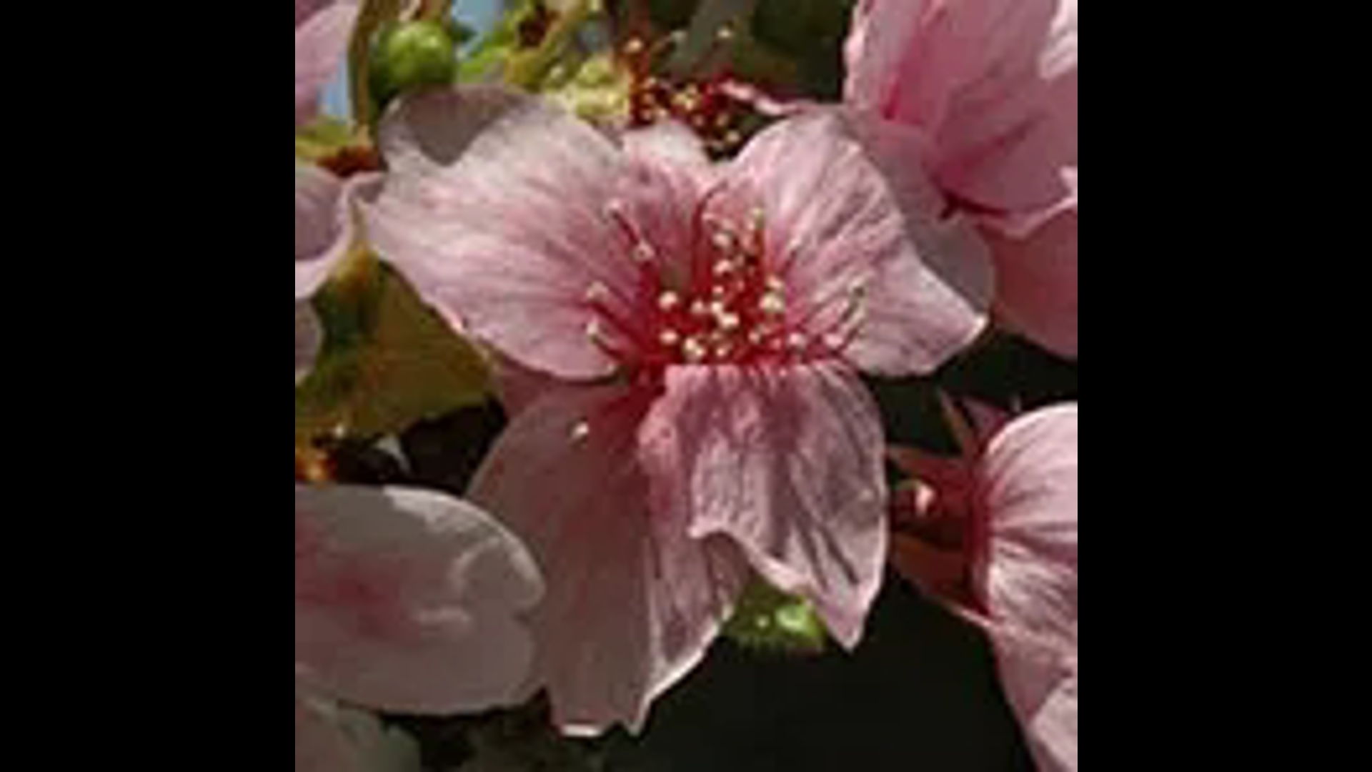 Every blossom blooms differently: How to identify different Cherry ...