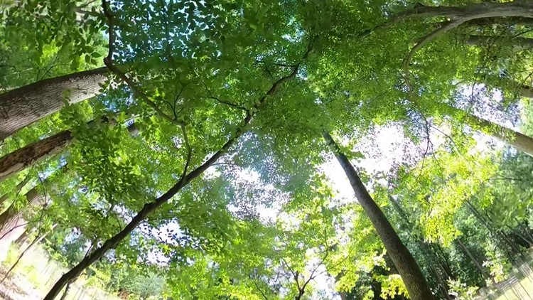 The costs of cutting down trees, woodlands to save streams | wusa9.com