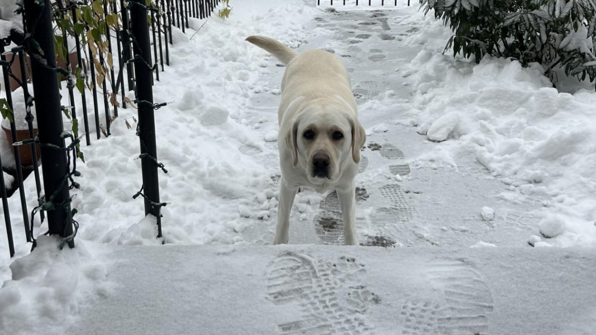 D.C. dog owner calls for change after his Labrador Retriever was ...
