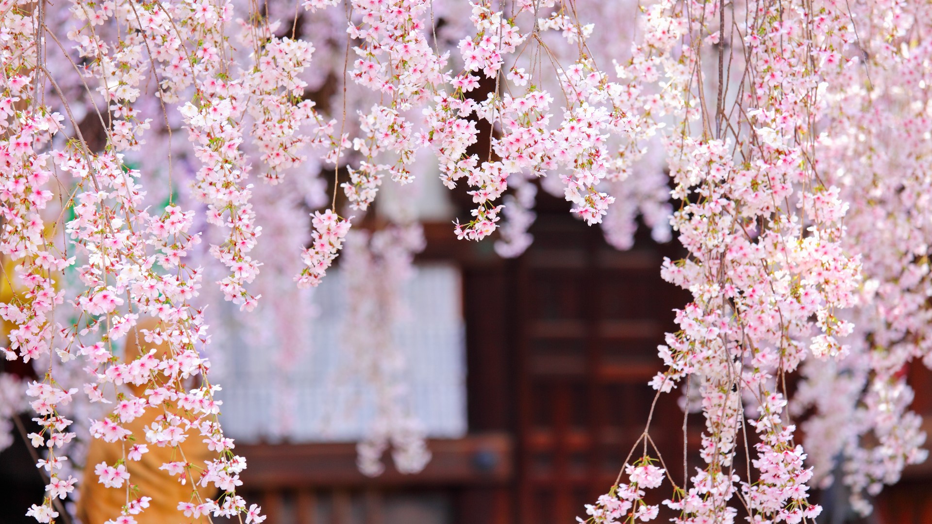 DC cherry blossoms are officially in stage 2 | wusa9.com