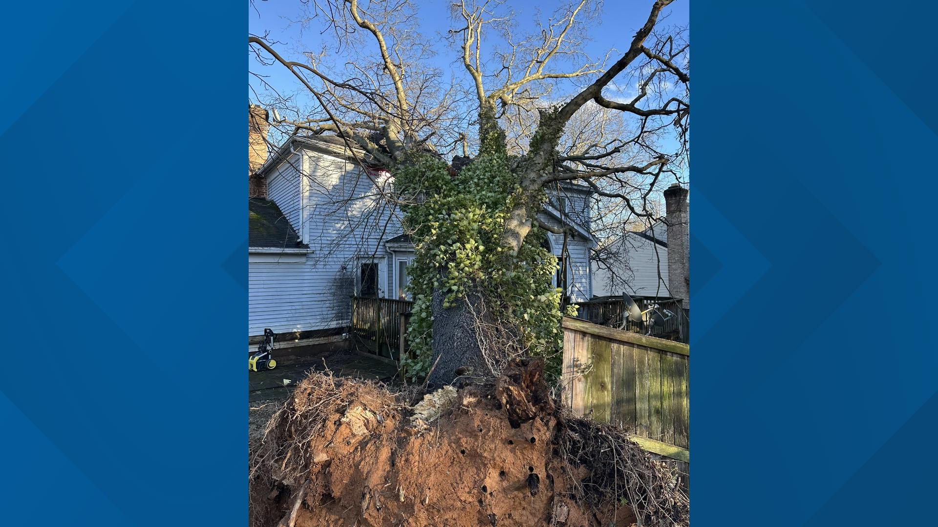 Strong winds down trees, leave families in the dark Sunday night ...