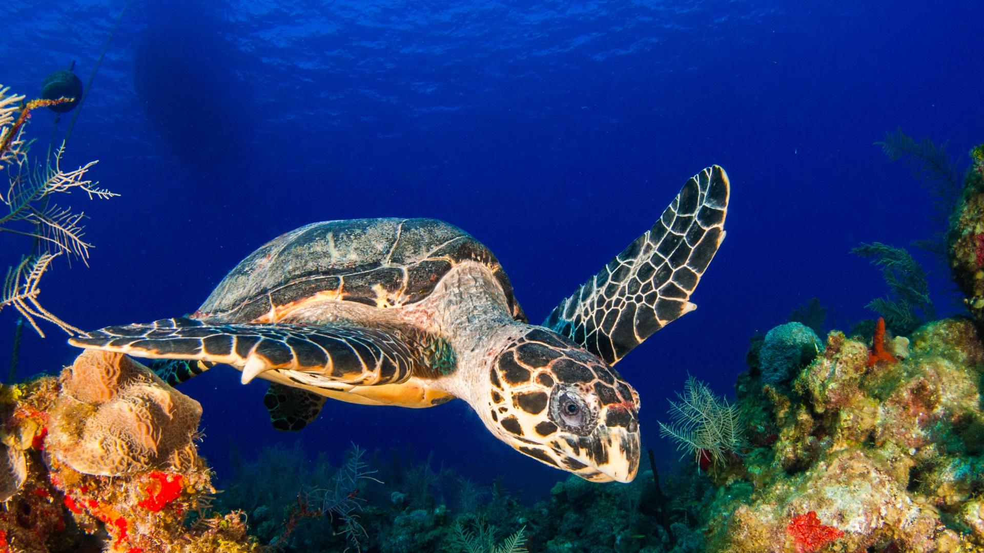 The Cayman Islands invites travelers to enjoy soft sand, sunshine, and ...