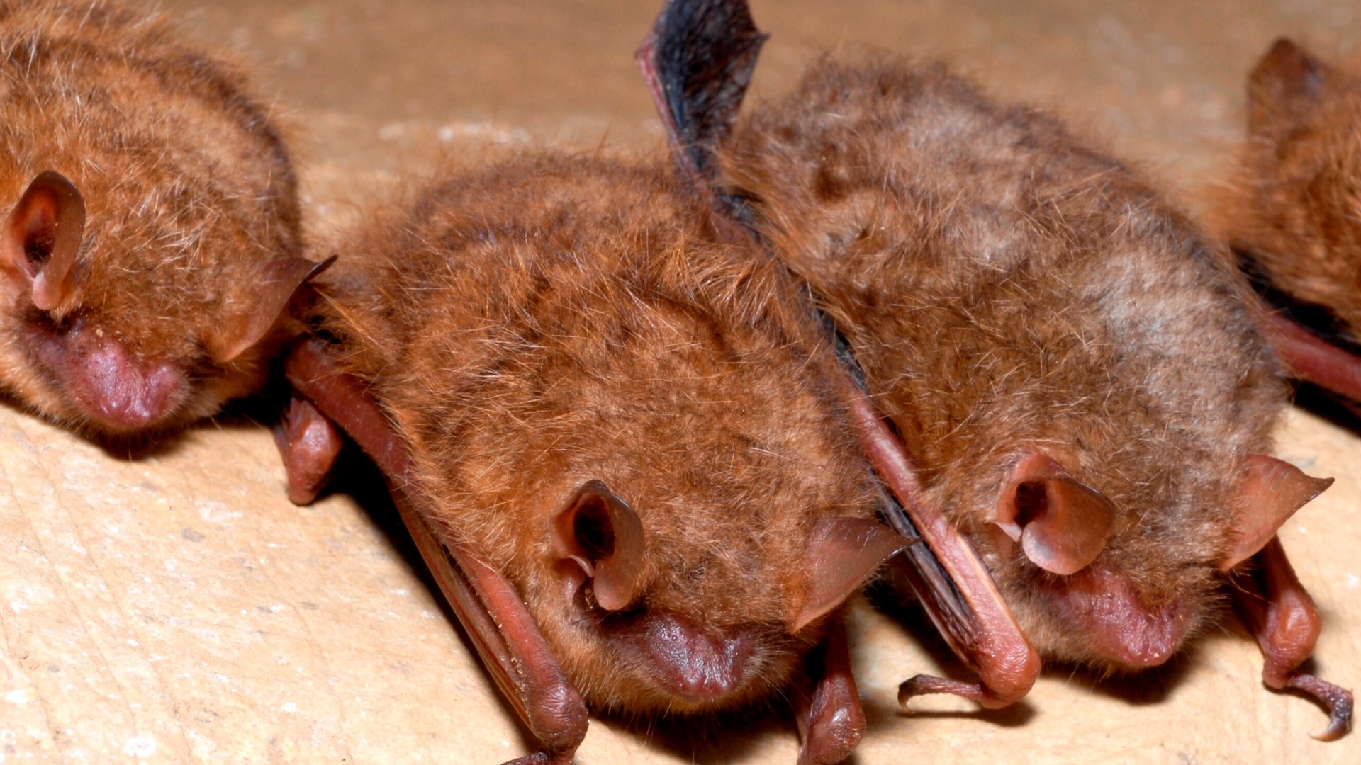 The survival of Maryland's smallest bat is threatened | wusa9.com