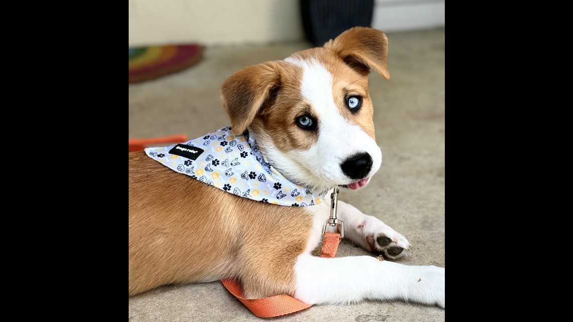 Connie the Container Dog's puppies get their forever homes | wusa9.com