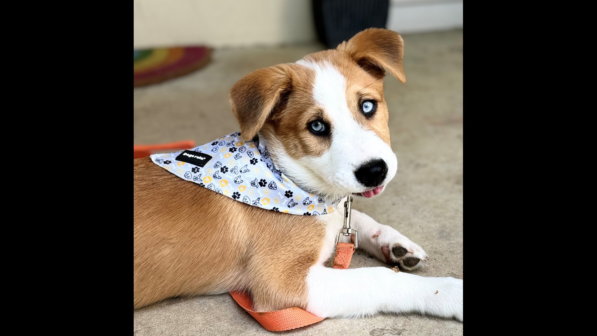 Connie the Container Dog's puppies get their forever homes | wusa9.com
