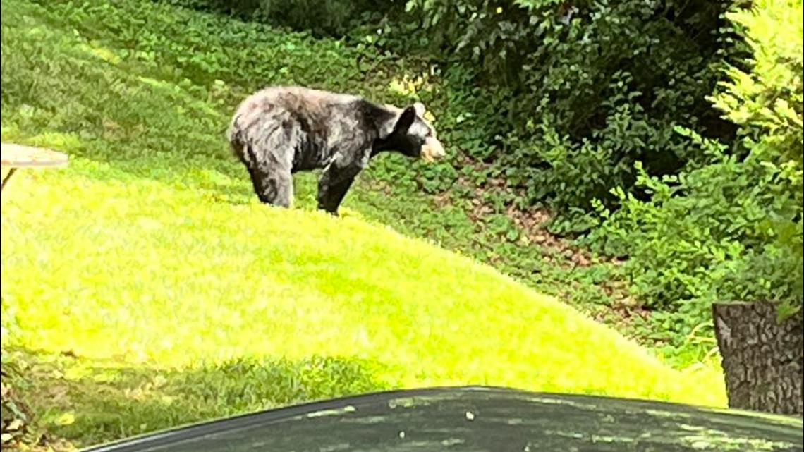 Arlington Co. bear sighting: Here's how to stay safe | wusa9.com