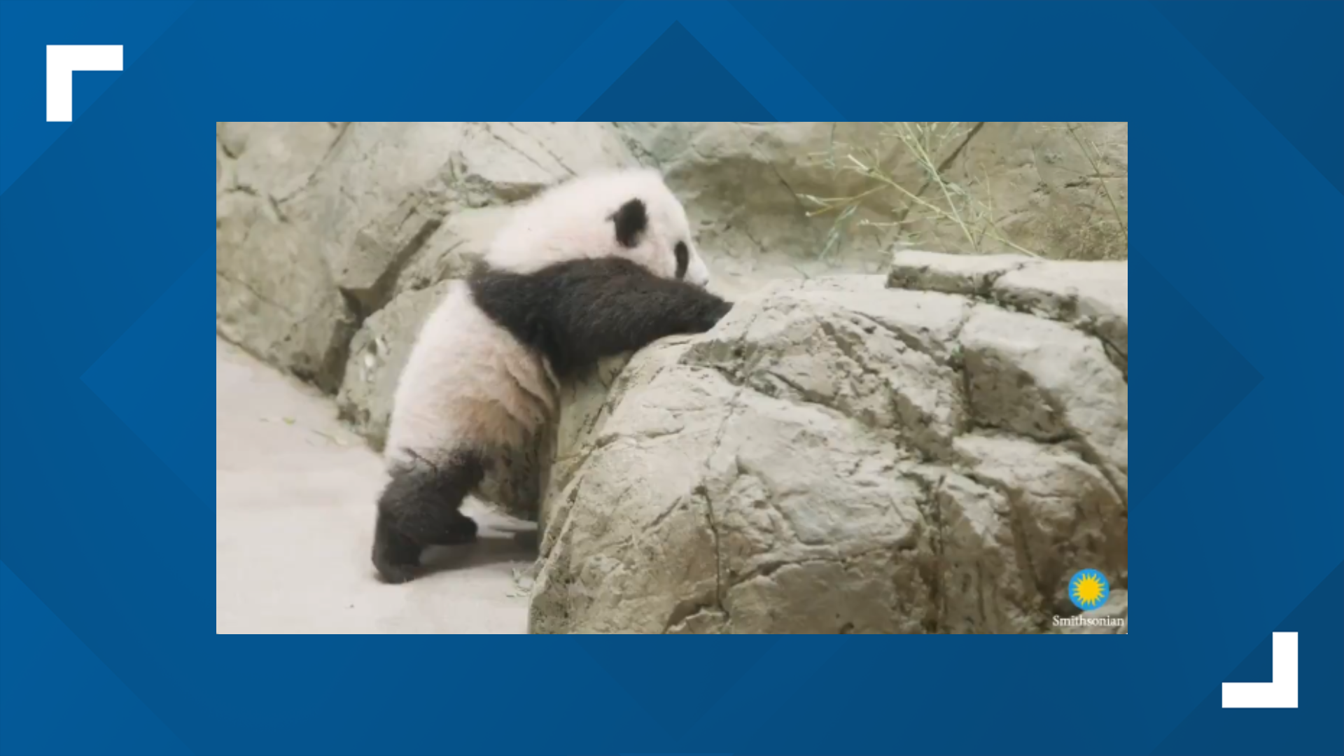 National Zoo's panda cub taking on new adventures | wusa9.com
