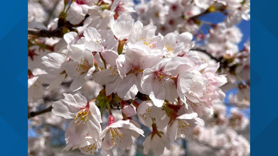 DC cherry blossom trees reach peak bloom | wusa9.com
