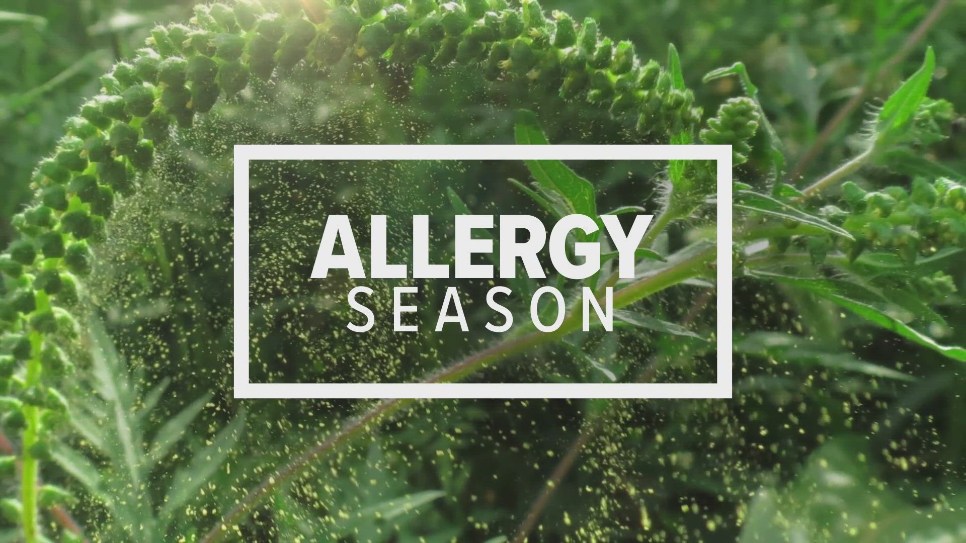 When is peak allergy season for DC? | wusa9.com