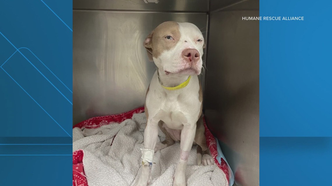 Southeast DC dog shot in face, animal groups seek suspect | wusa9.com