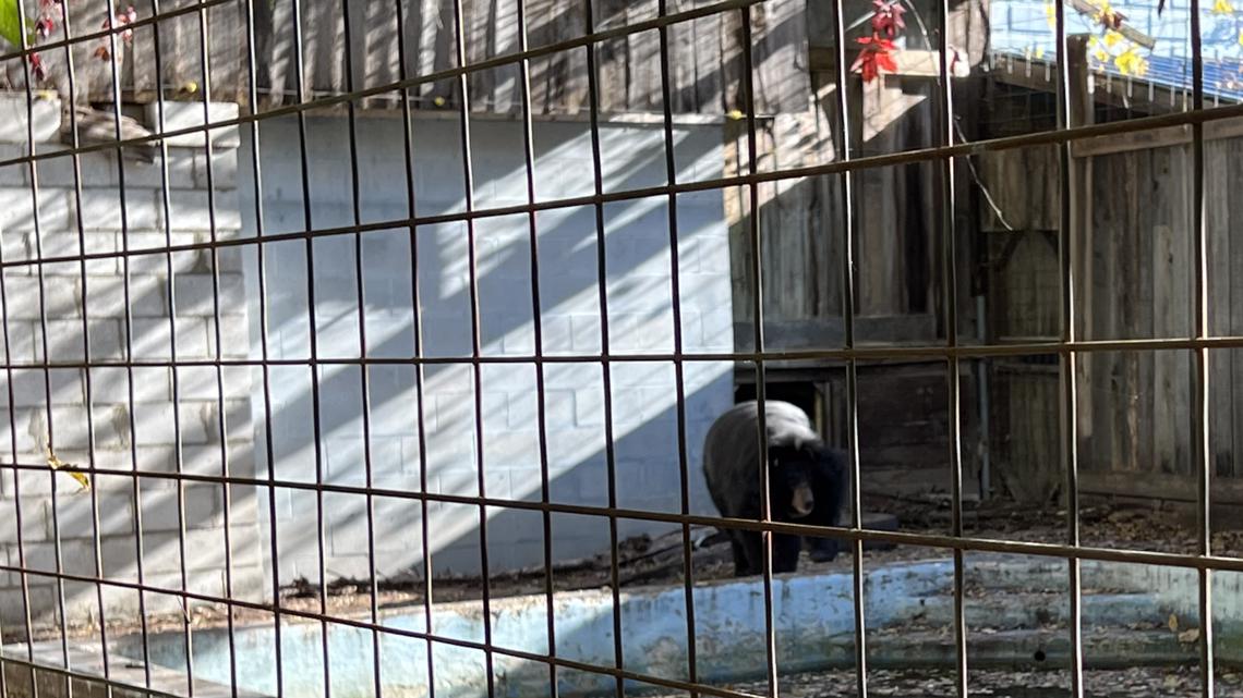 Neglected animals rescued from Maryland zoo and rehomed | wusa9.com