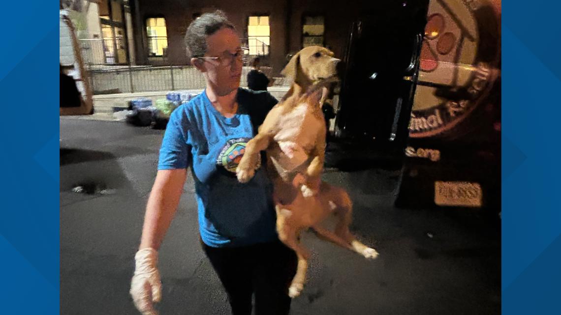 How to adopt pets lost during Hurricane Helene | wusa9.com