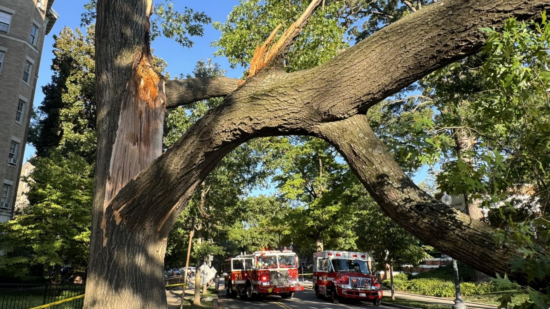 Tree branch falls on car in Northwest DC | wusa9.com