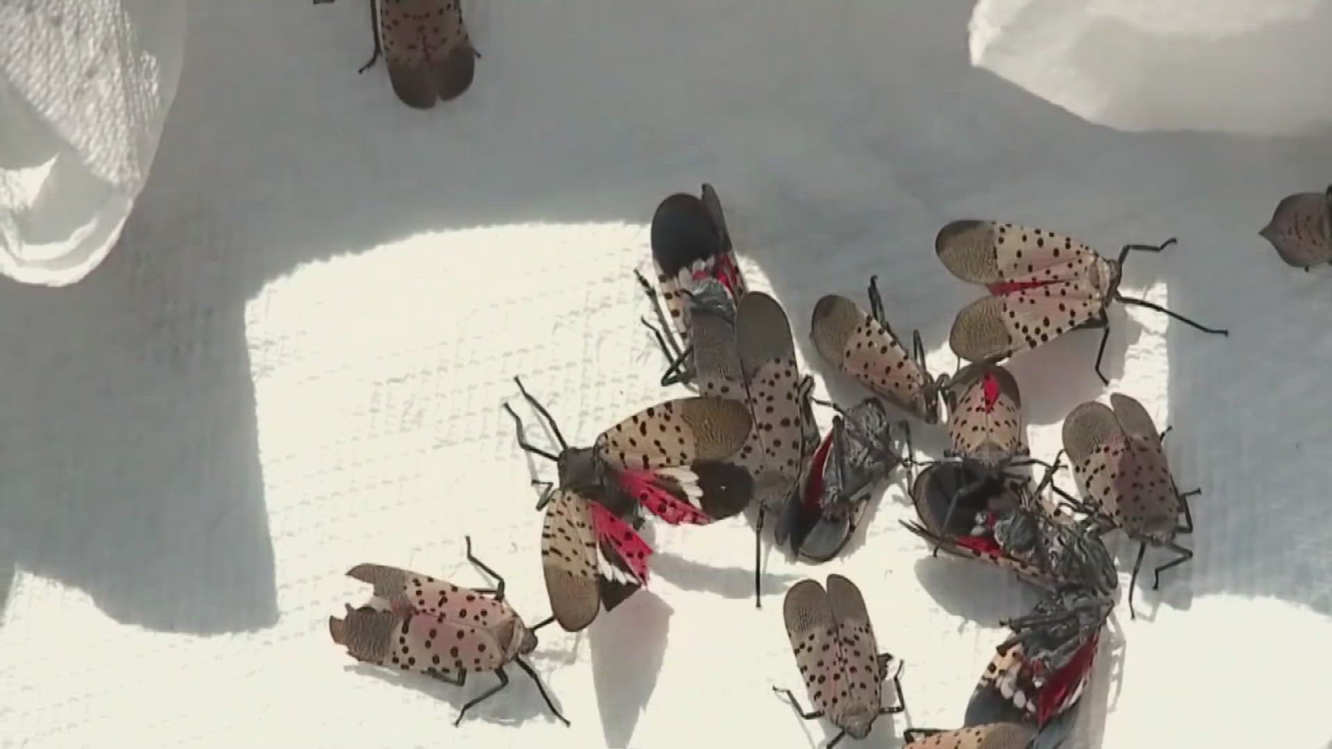 Spotted lanternflies threaten crops in DC region | wusa9.com