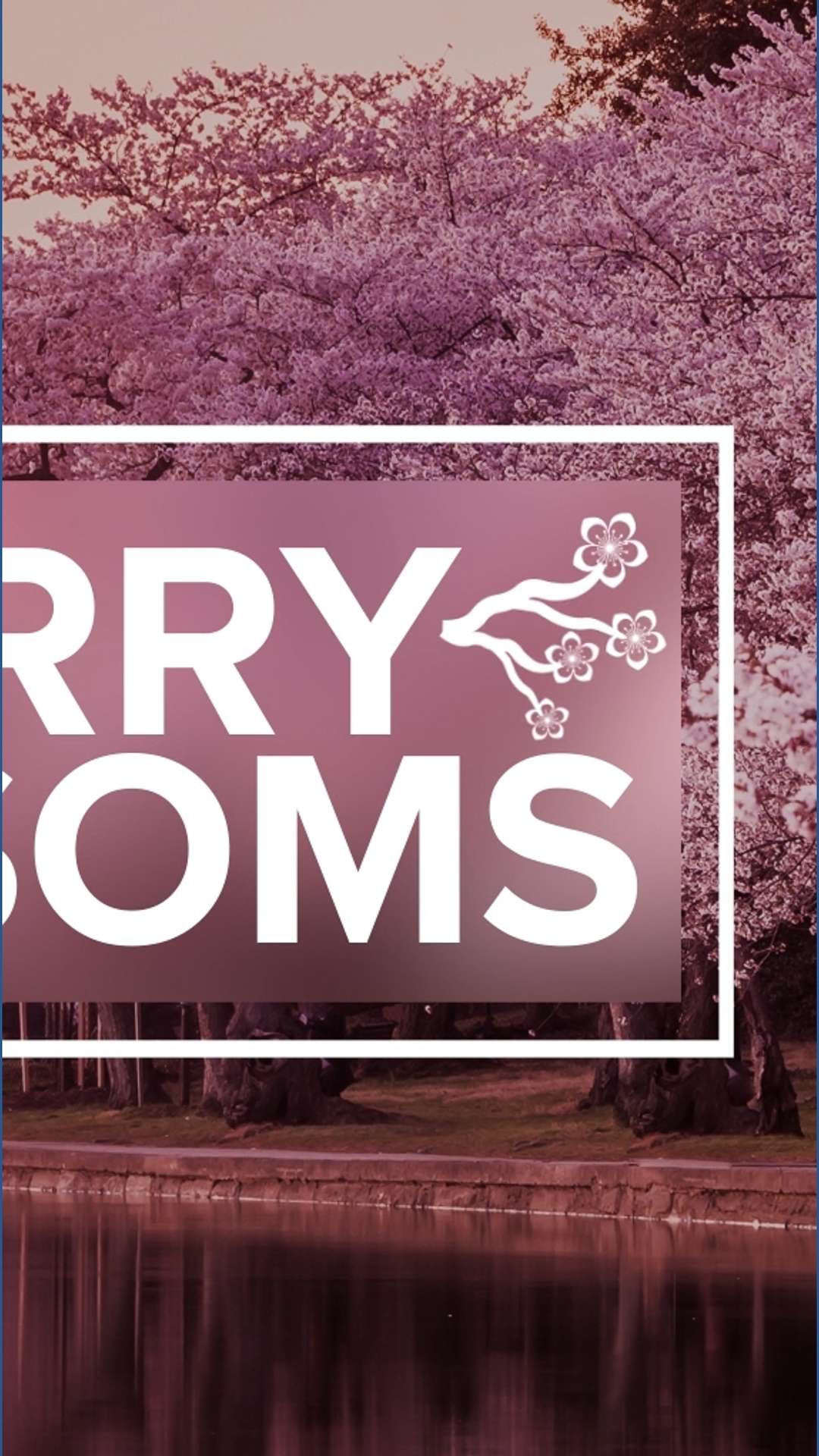 Here's when cherry blossoms will hit peak bloom, NPS says | wusa9.com