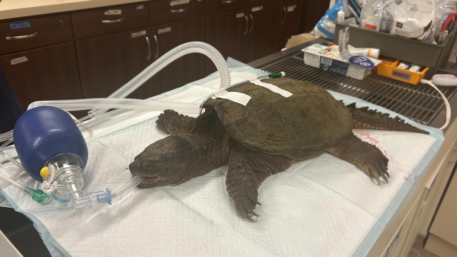 Turtle suffering major injuries after Stafford County collision | wusa9.com