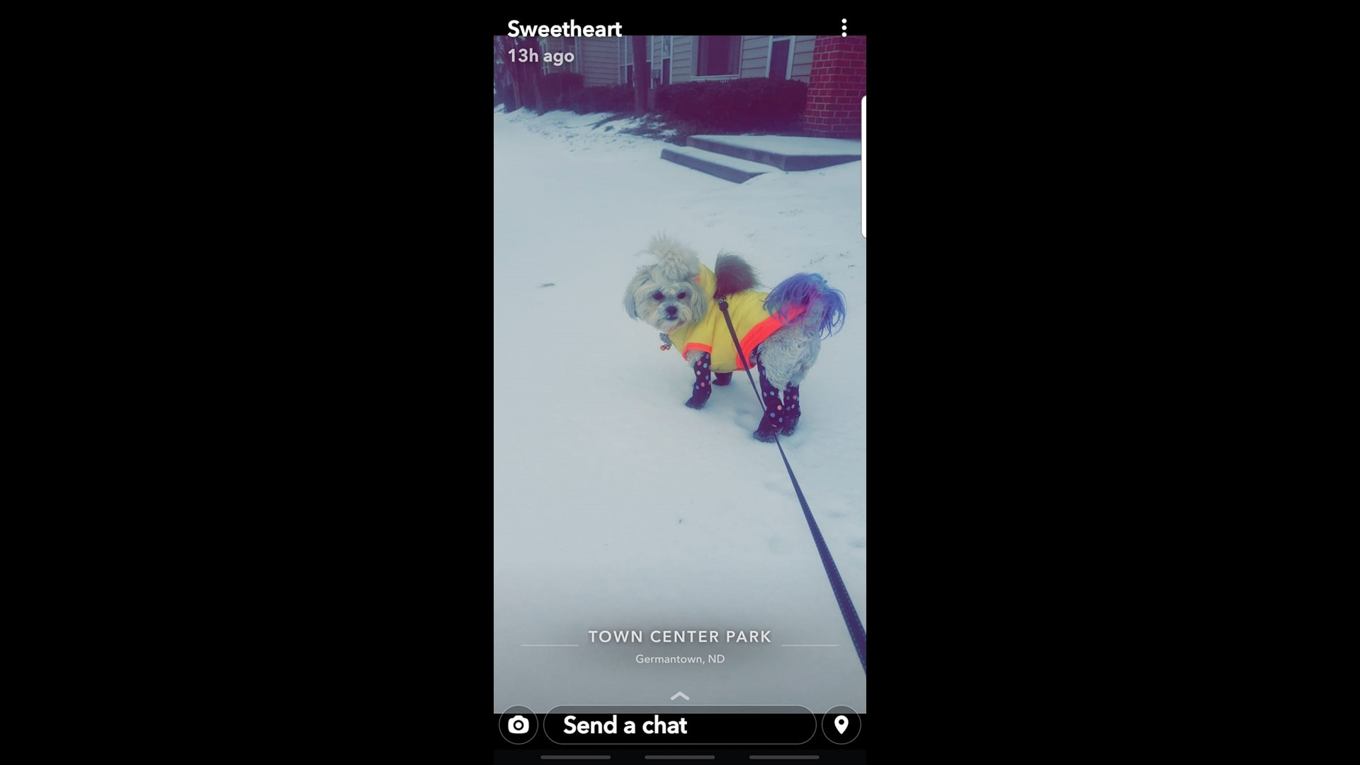 Dogs play in the snow in the DMV | wusa9.com