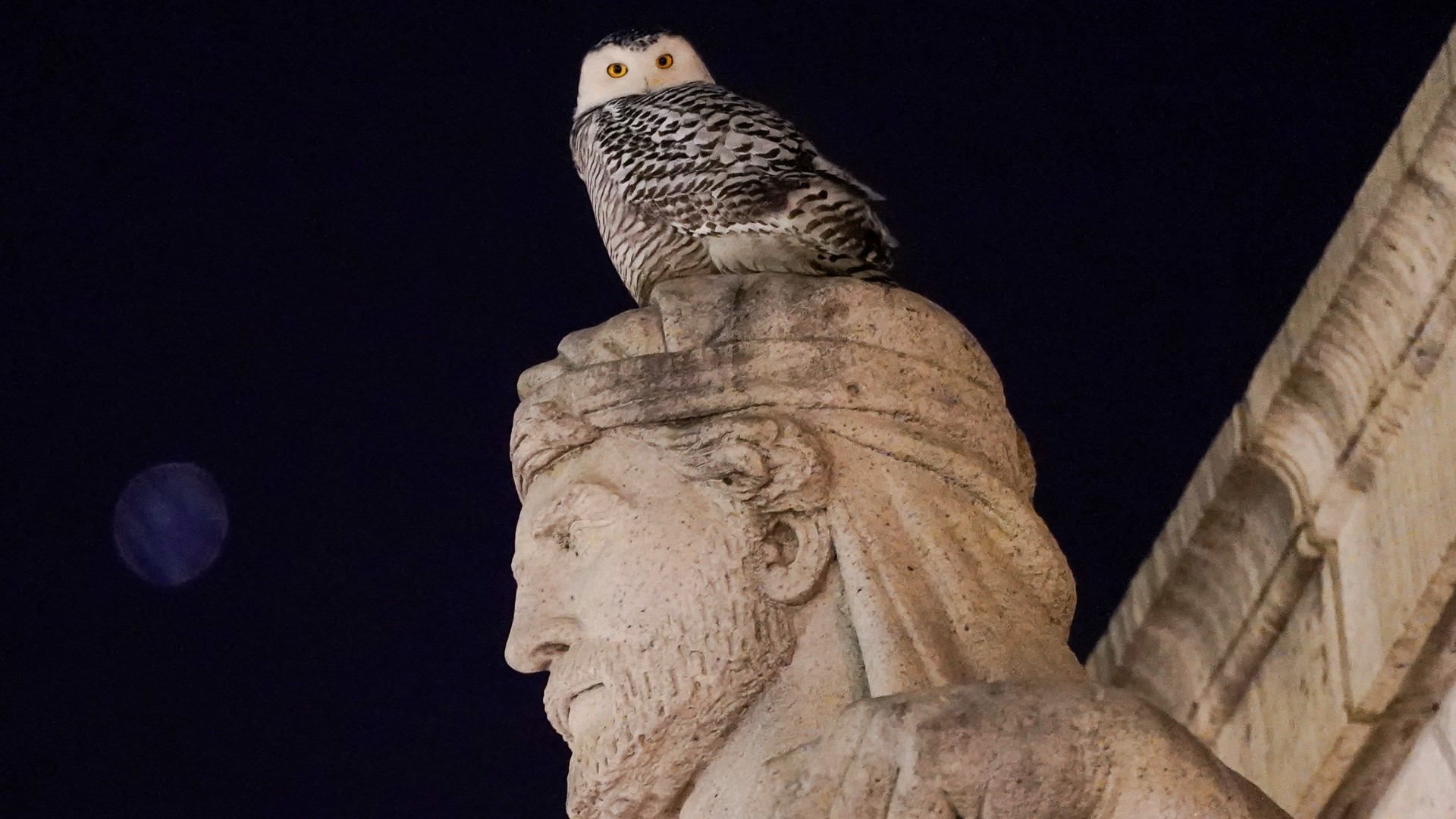 Capitol Hill snowy owl attracts crowds in DC | wusa9.com
