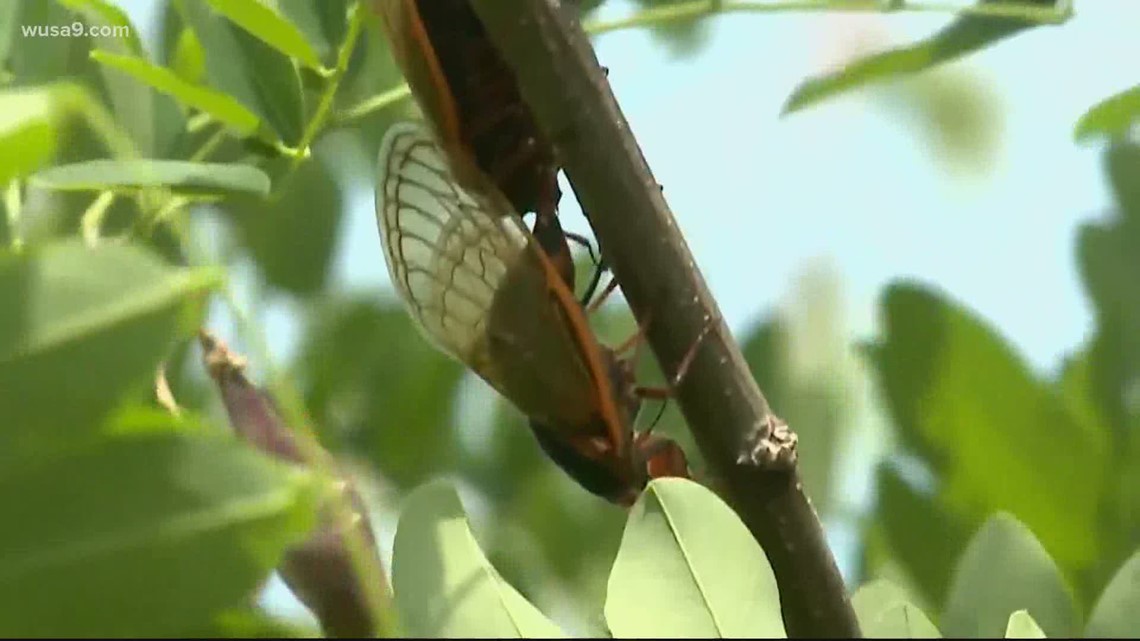 Cicada eggs are hatching and nymphs fall from trees | wusa9.com