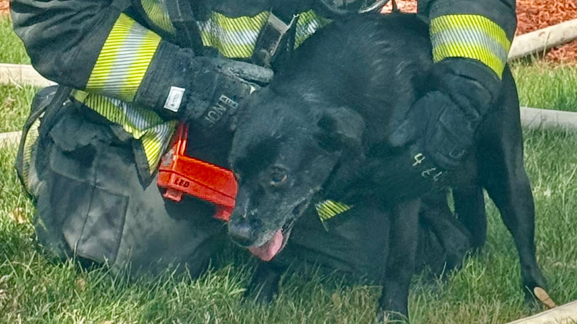 Dog rescued from Northeast DC fire | wusa9.com