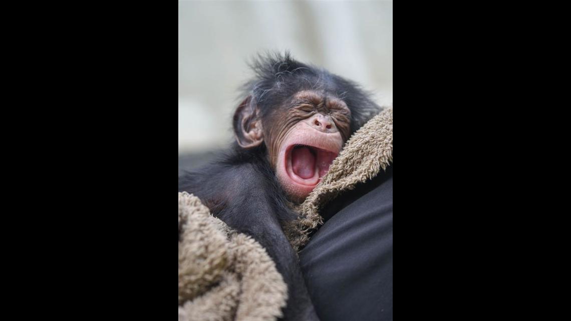 Baby chimp is born at Maryland Zoo | wusa9.com