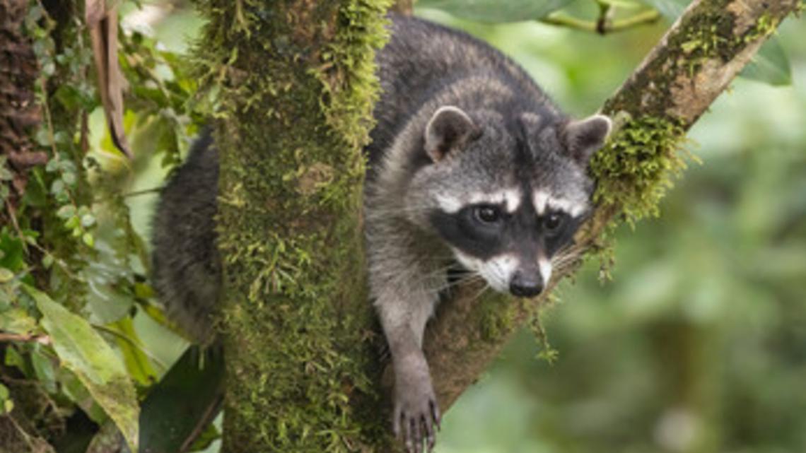 Health officials warn of possible rabid raccoon after 2 people bitten ...
