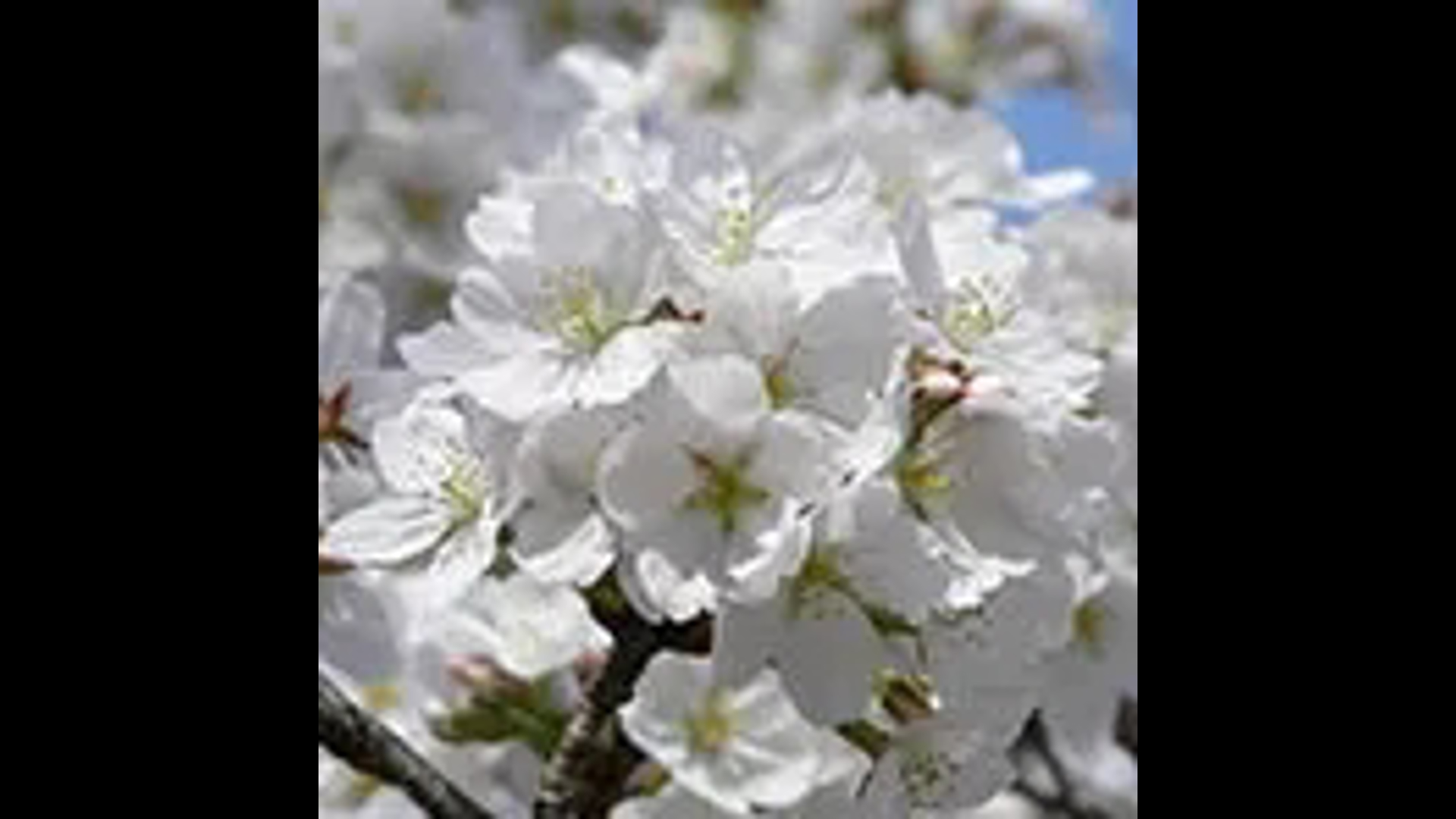 Every blossom blooms differently: How to identify different Cherry ...