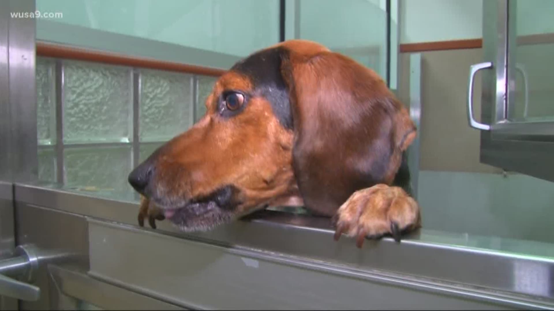 Adoption animals moved from Norfolk to DC ahead of Hurricane Florence ...