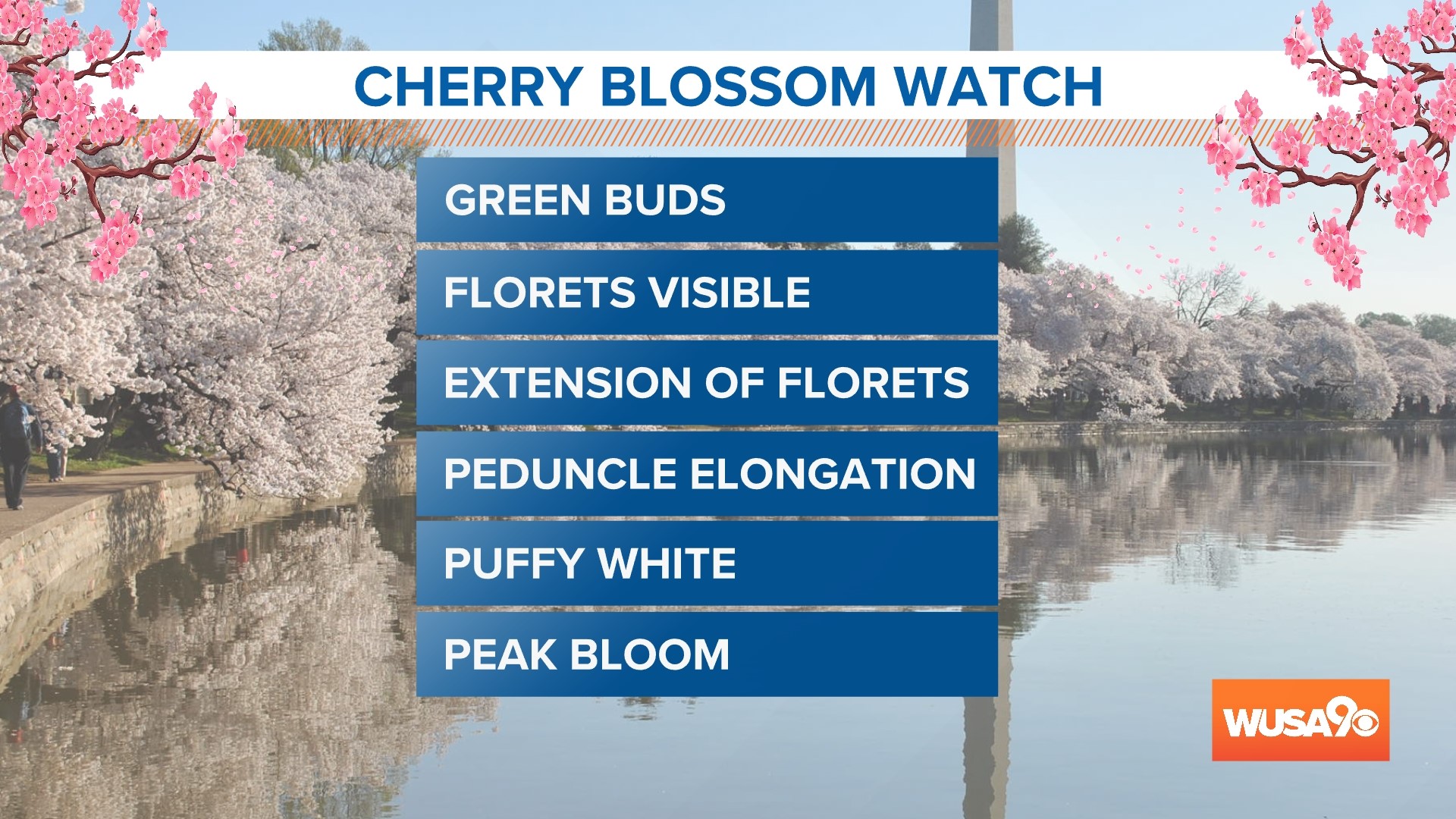 When are the cherry blossoms in DC? Your guide to the 2025 season ...