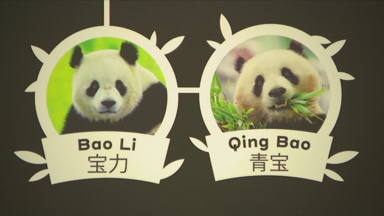 Giant pandas coming back to DC's National Zoo | wusa9.com