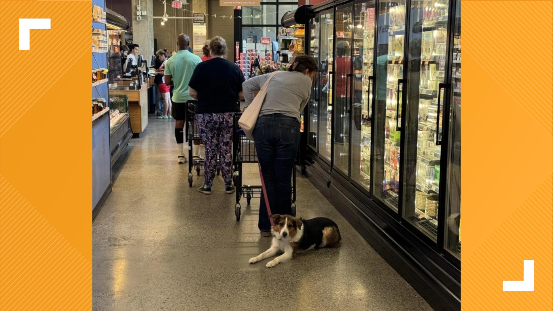 Here's why pets don't belong in the grocery store | wusa9.com
