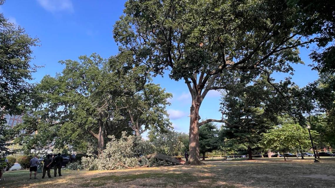 Woman dies after being trapped under fallen tree | wusa9.com