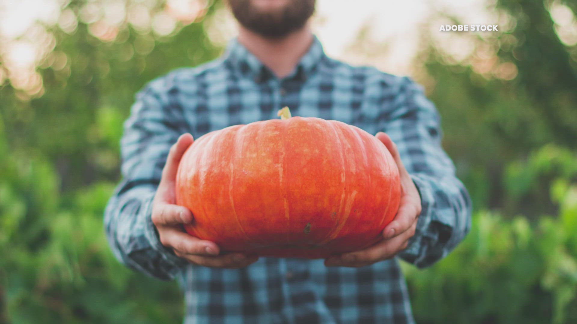 Easy tips to keep pumpkins fresh all fall | wusa9.com