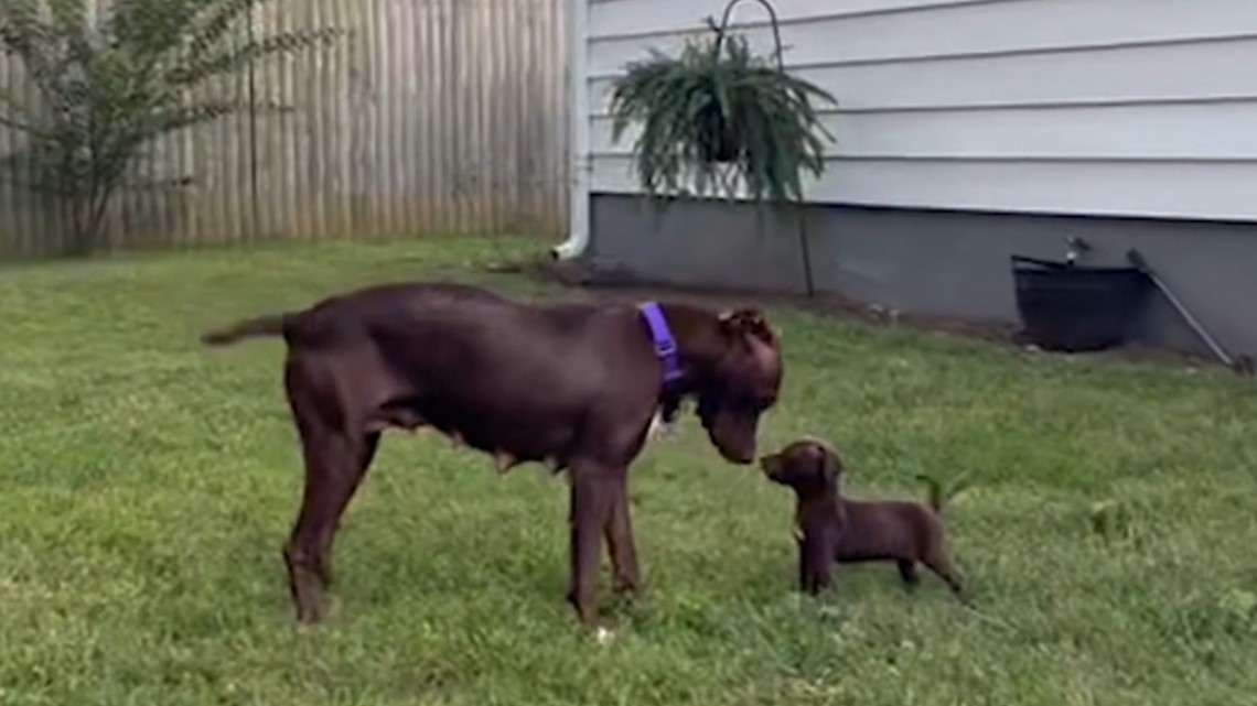 Video: Dog reunited with one of six stolen puppies | wusa9.com