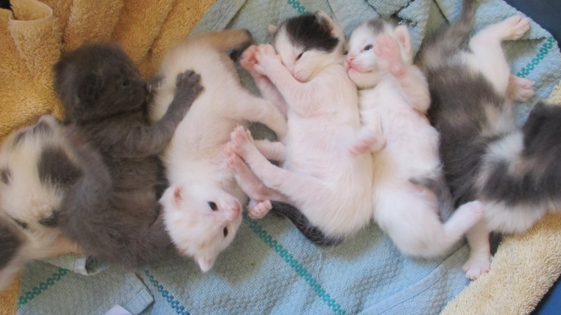 DC Animal Rescue Names Tiny Kittens After Betty White Wusa9 dc-animal-rescue-names-tiny-kittens-after-betty-white-wusa9