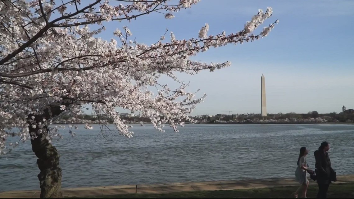 Bloom Alert: DC cherry blossoms are in stage 5, next stop is peak bloom ...
