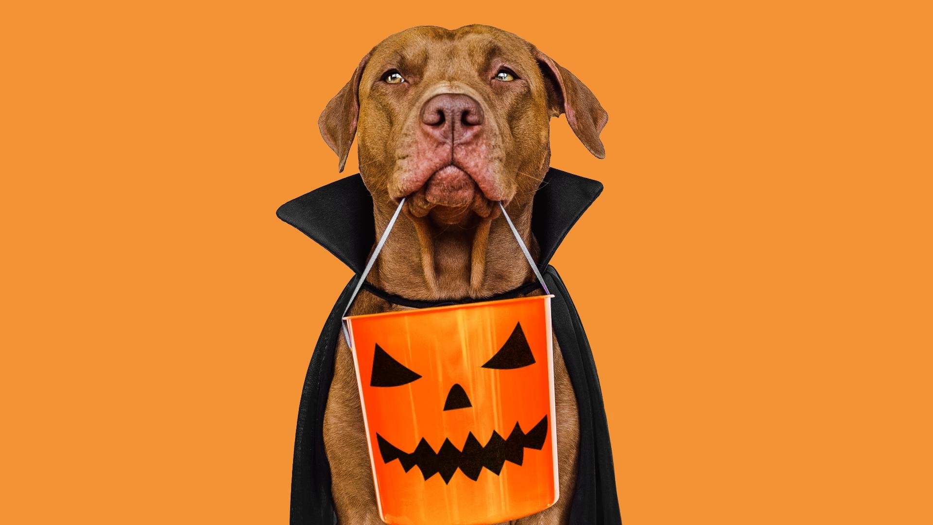 Celebrate Halloween with Mars Tails & Treating, for People & Pets ...