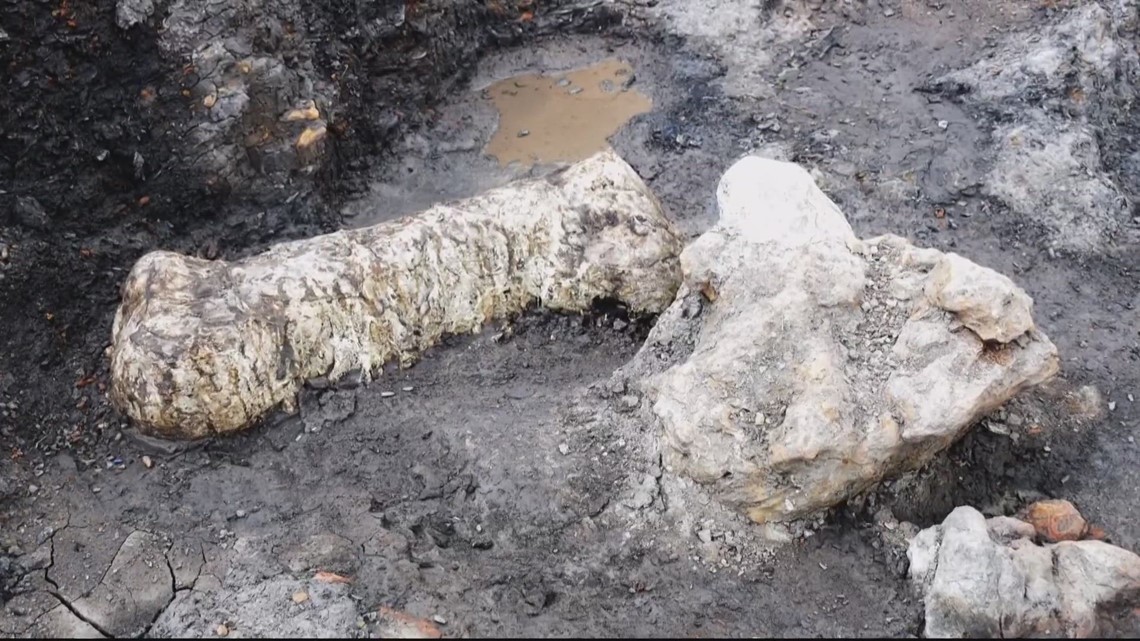 Massive Discovery Of Dinosaur Bones And Fossils Found In Maryland