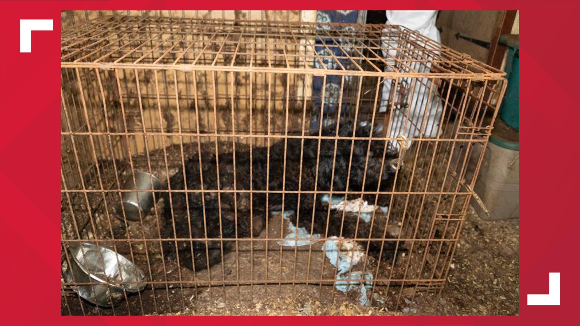 Virginia woman charged with animal cruelty | wusa9.com